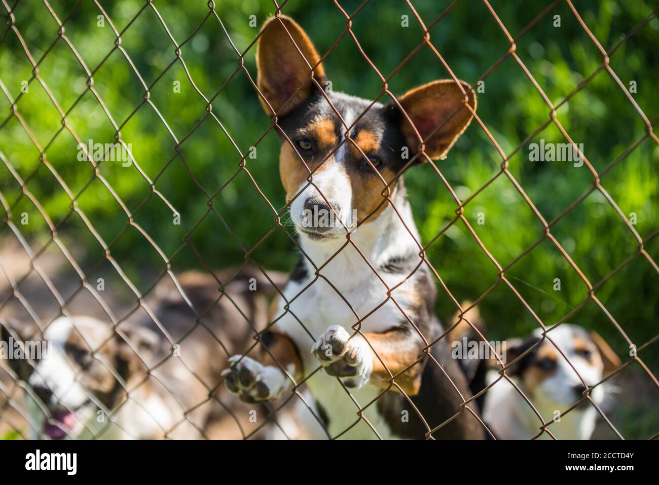 Dog behind bars in house hi-res stock photography and images - Alamy