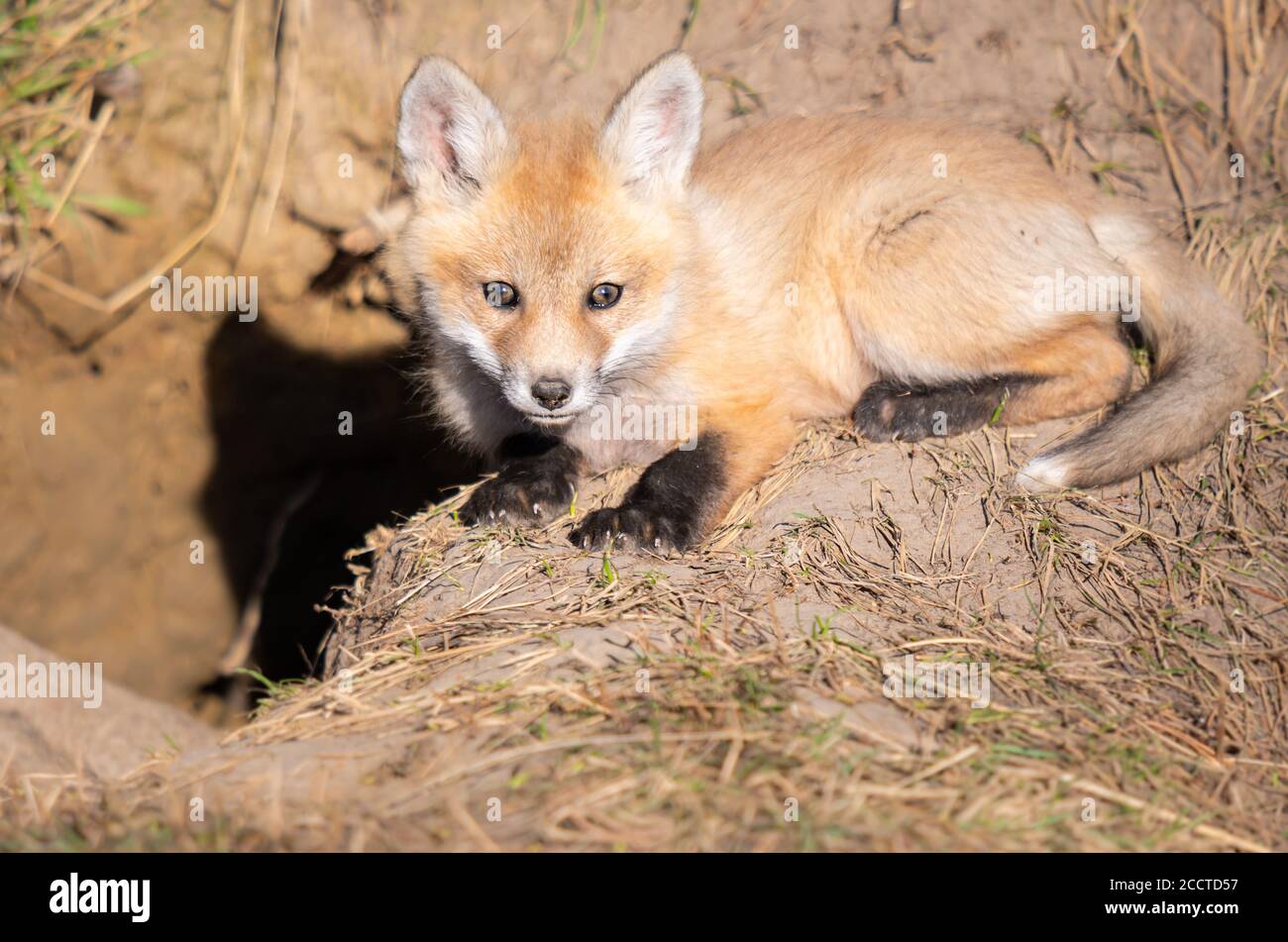 Red fox kit in the wild Stock Photo - Alamy