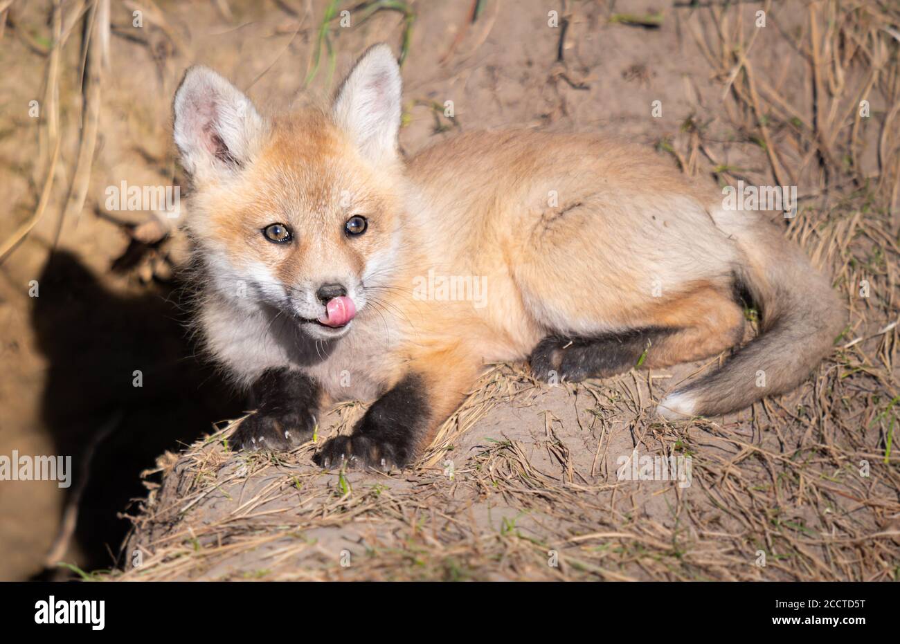 Red fox kit in the wild Stock Photo - Alamy