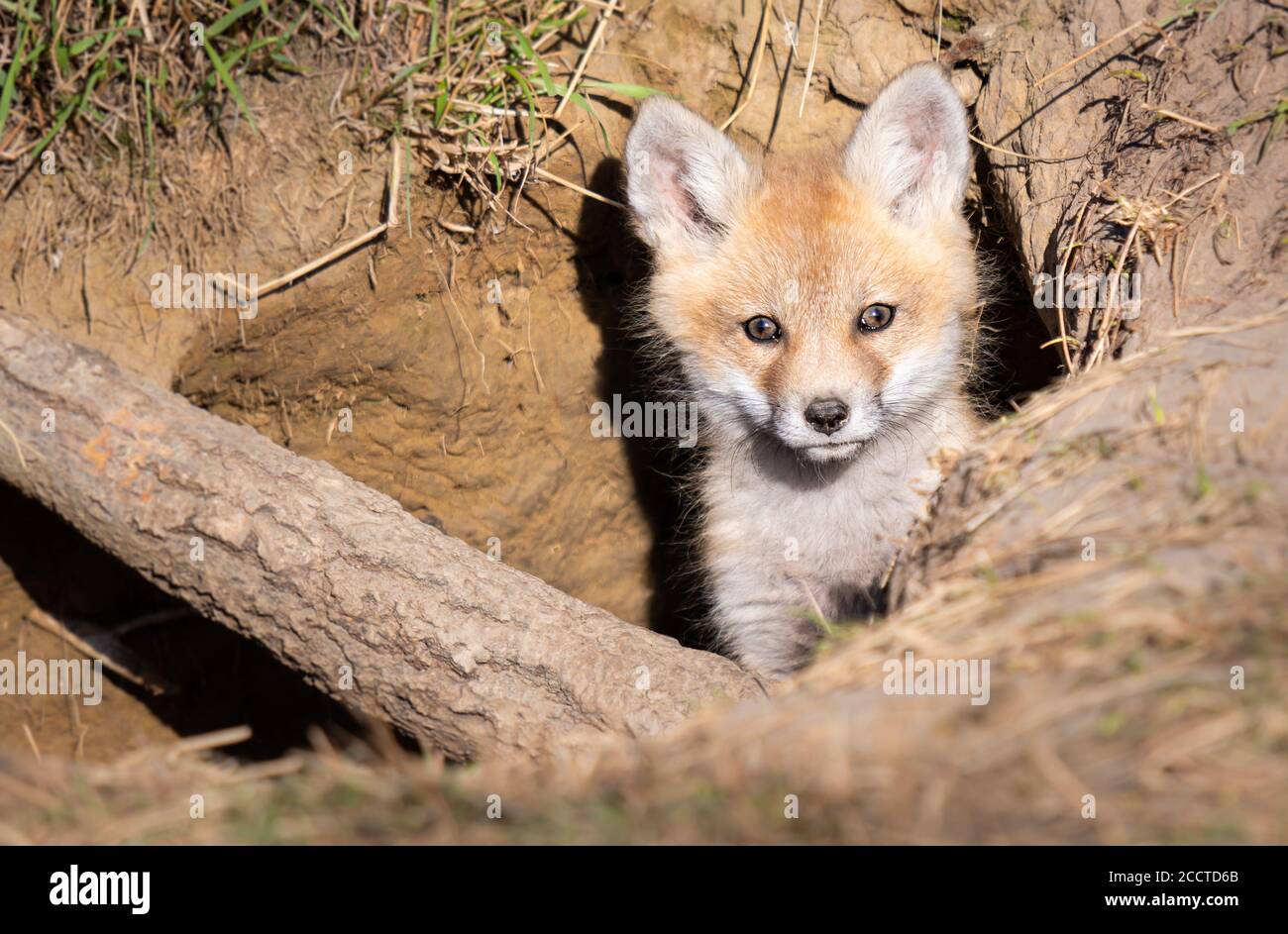 Red fox kit in the wild Stock Photo - Alamy