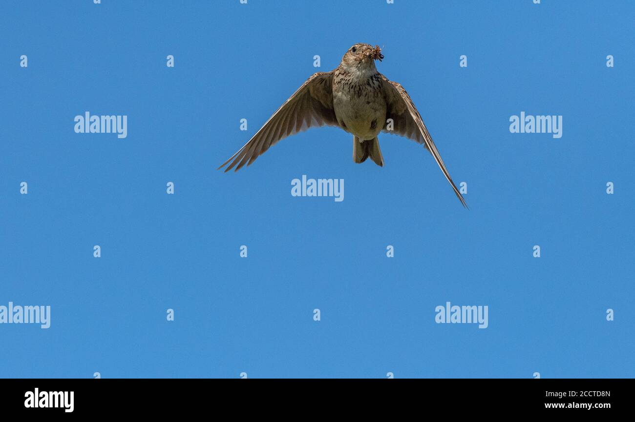 Meadow pipit, Anthus pratensis, in flight bringing food back to the ...