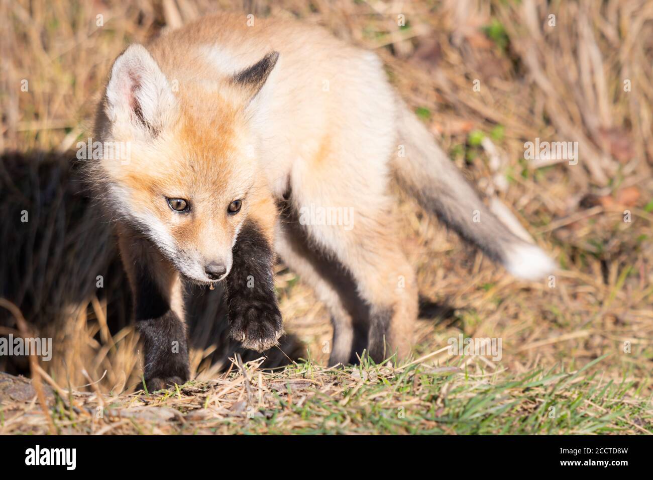 Red fox kit in the wild Stock Photo - Alamy