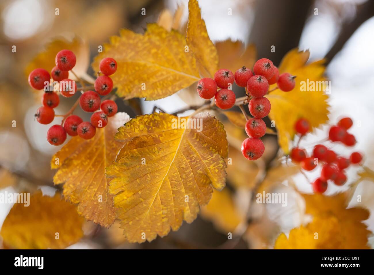 Red viburnum branch in the garden. Viburnum viburnum opulus berries and ...