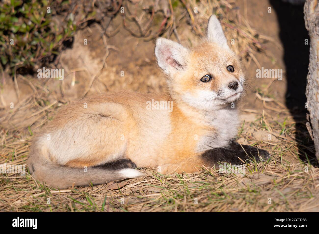 Red fox kit in the wild Stock Photo - Alamy