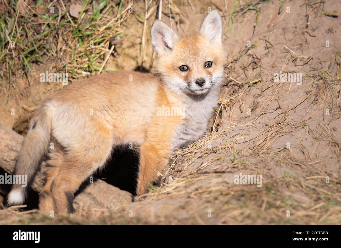 Red fox kit in the wild Stock Photo - Alamy