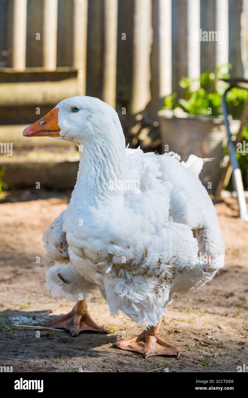 old white goose portait on nature outdoor Stock Photo - Alamy