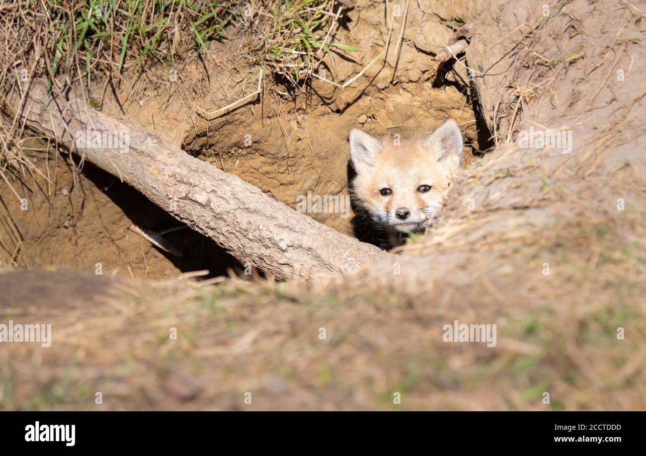 Red fox kit in the wild Stock Photo - Alamy