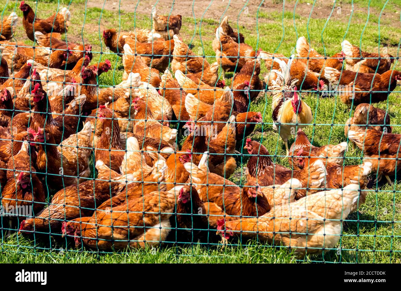 Laying hens in an organic farm Stock Photo - Alamy