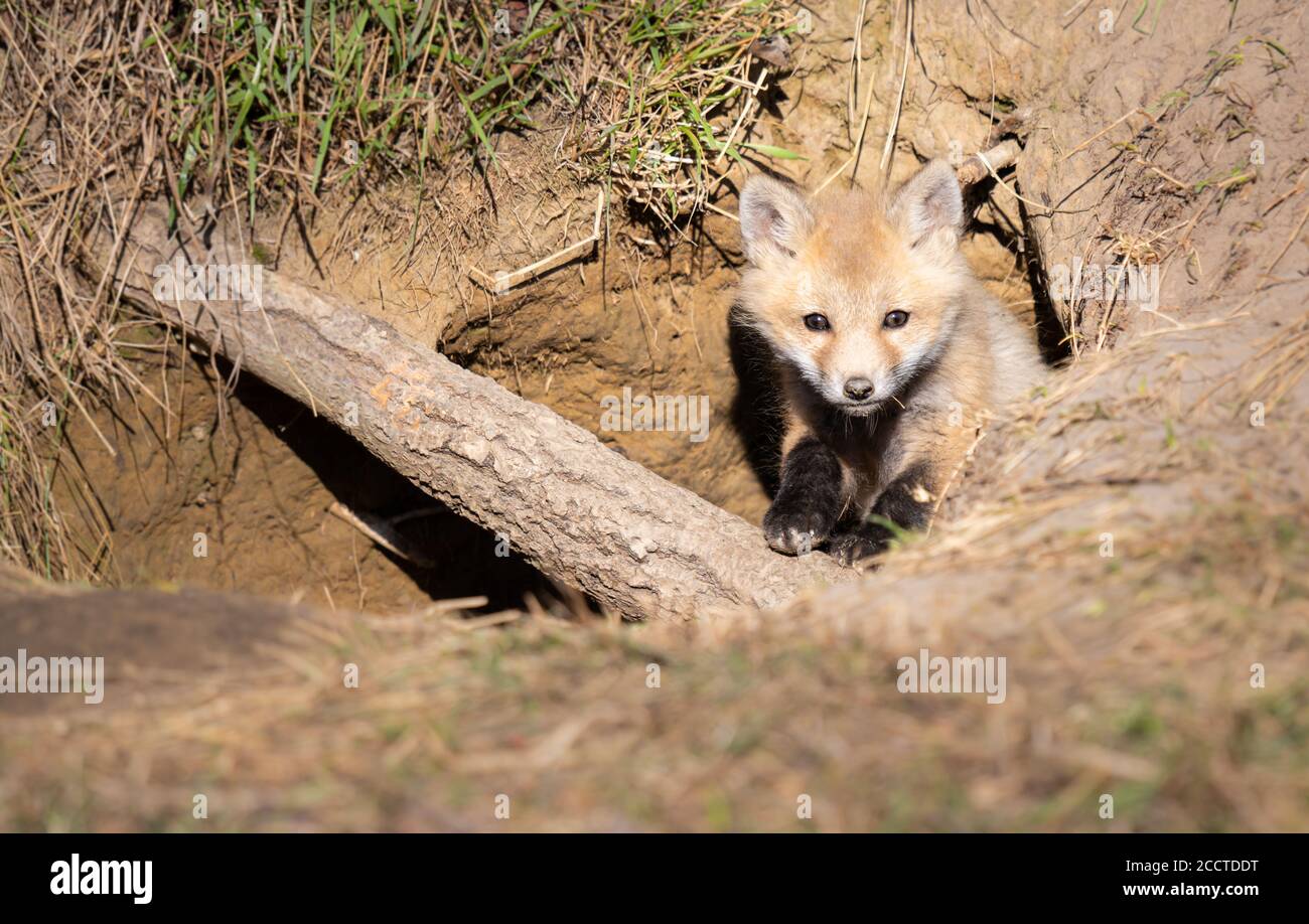 Red fox kit in the wild Stock Photo - Alamy
