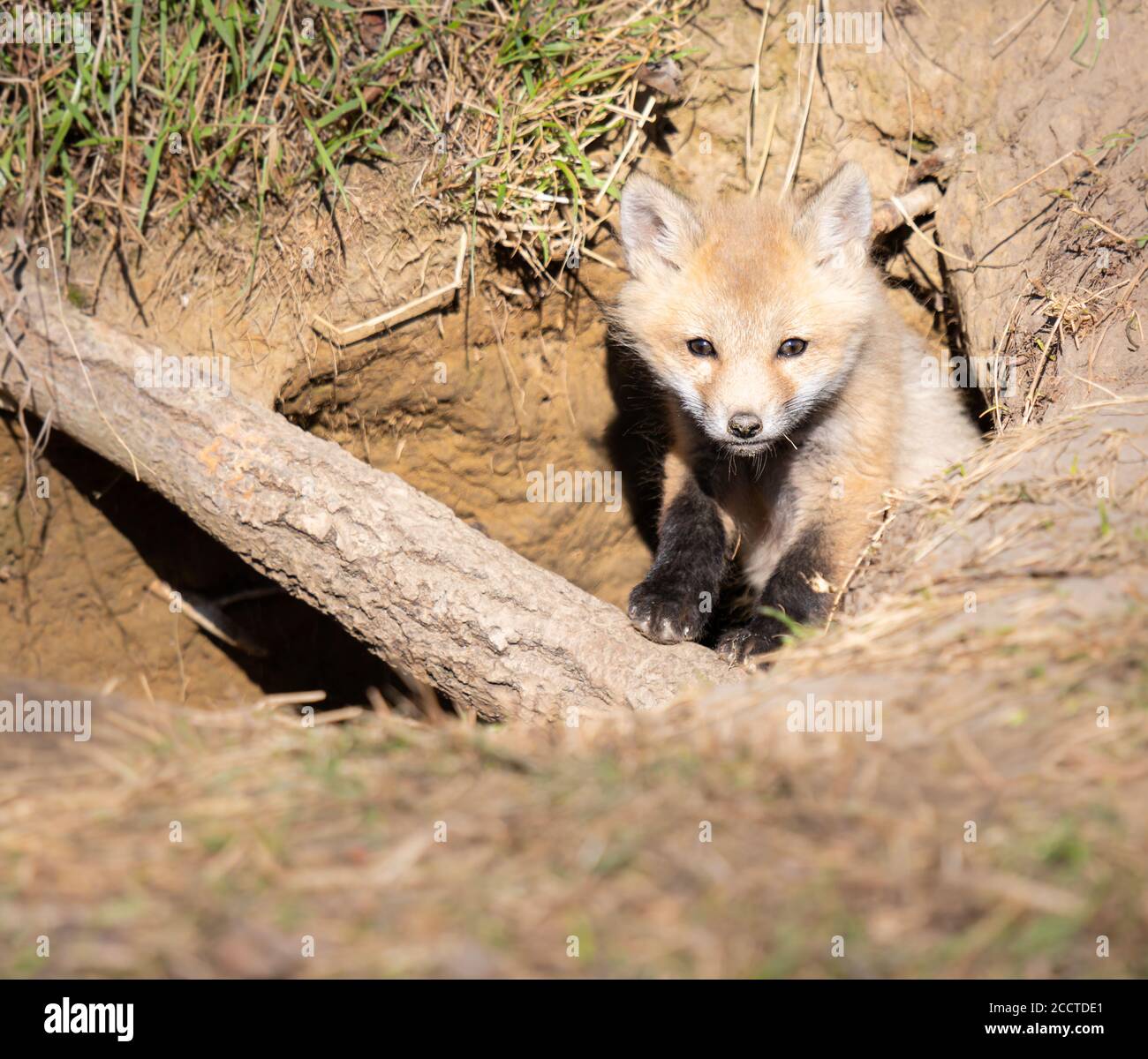 Red fox kit in the wild Stock Photo - Alamy