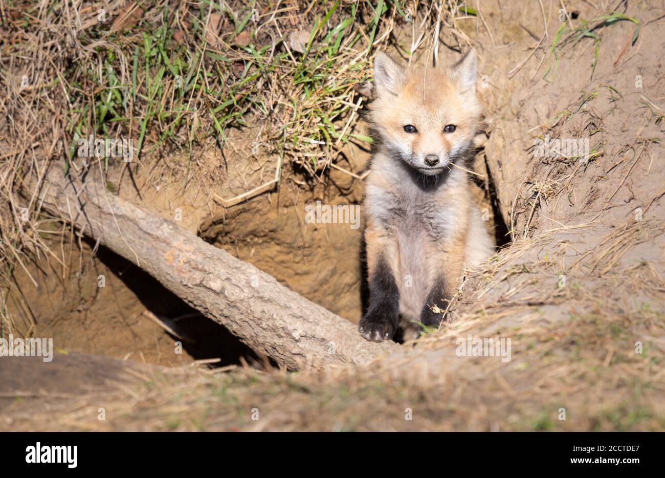 Red fox kit in the wild Stock Photo - Alamy
