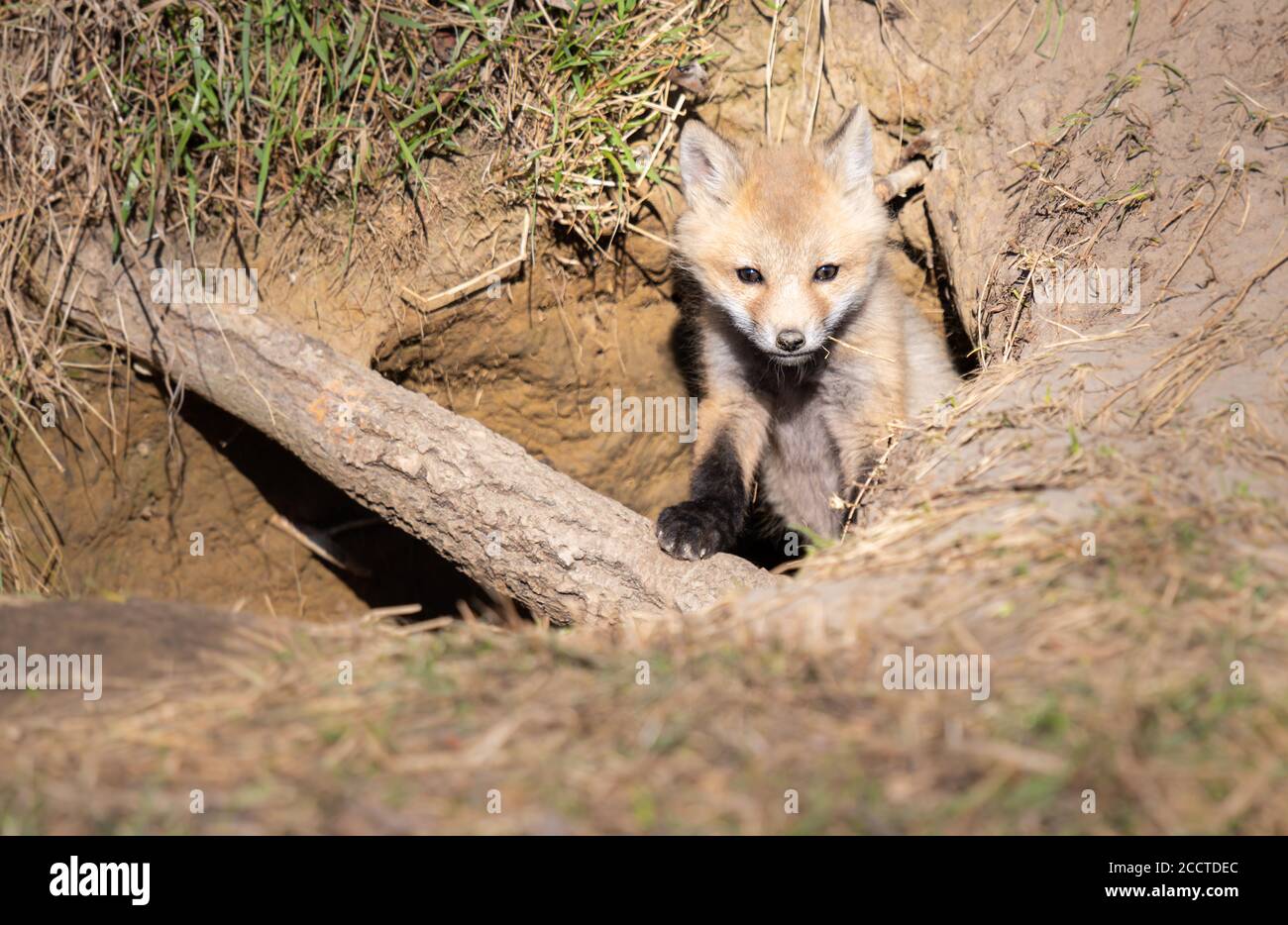 Red fox kit in the wild Stock Photo - Alamy