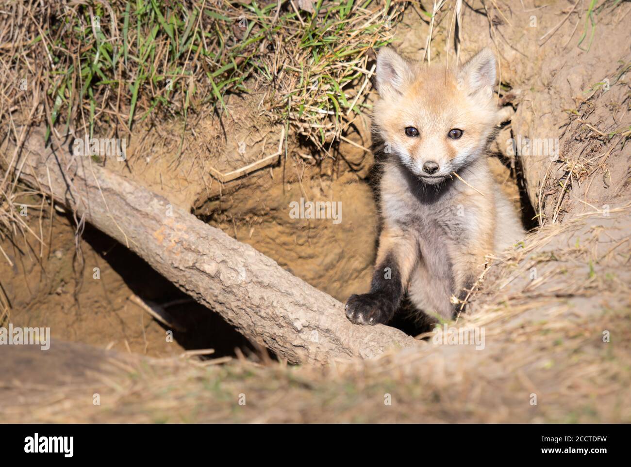 Red fox kit in the wild Stock Photo - Alamy
