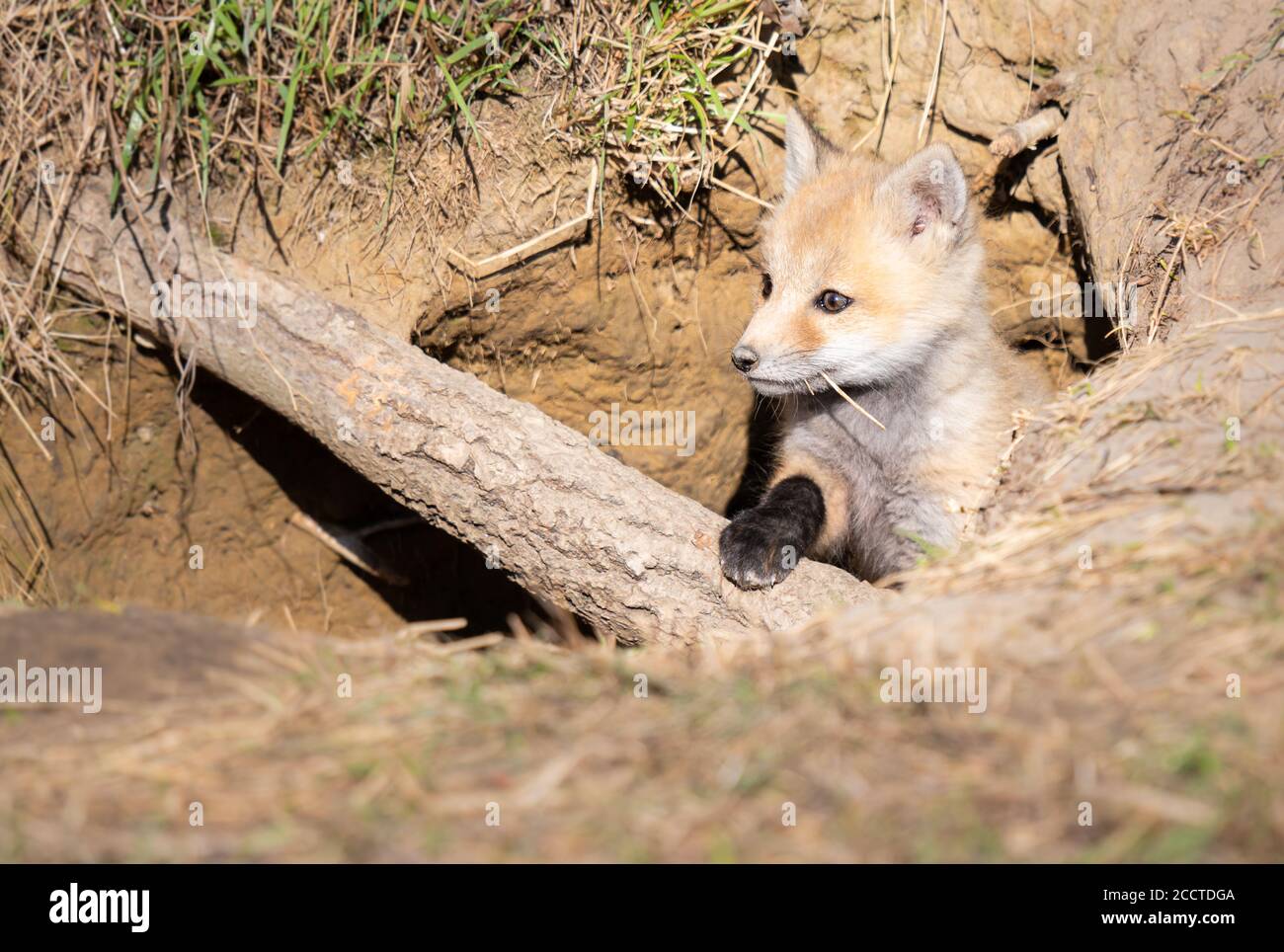 Red fox kit in the wild Stock Photo - Alamy
