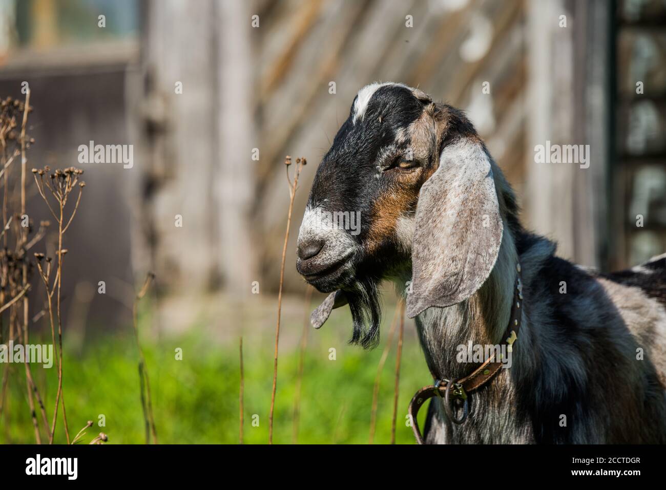 south african boer goat doeling portrait on nature Stock Photo - Alamy