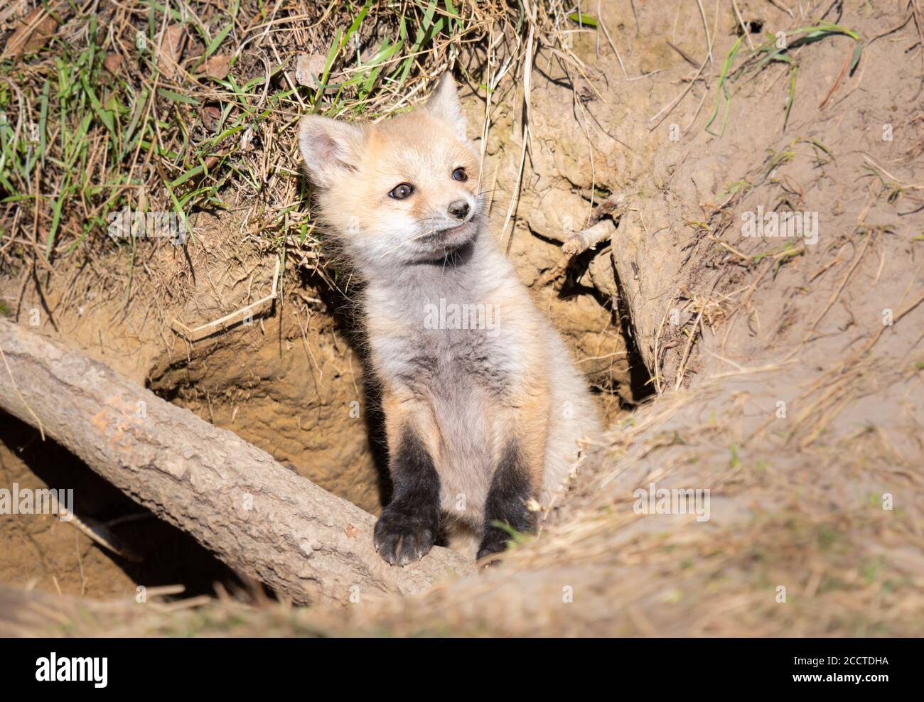Red fox kit in the wild Stock Photo - Alamy