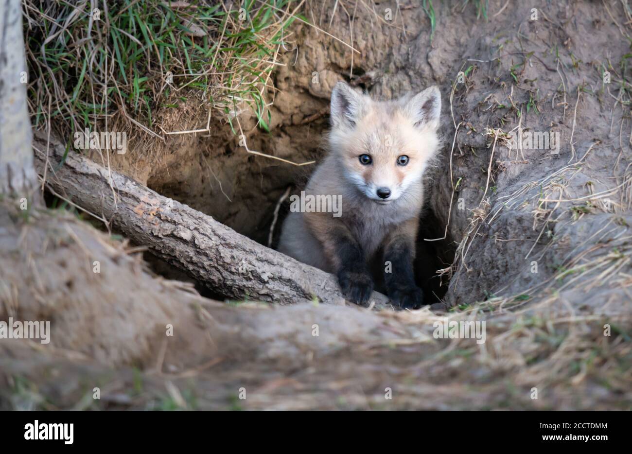 Red fox kit in the wild Stock Photo - Alamy