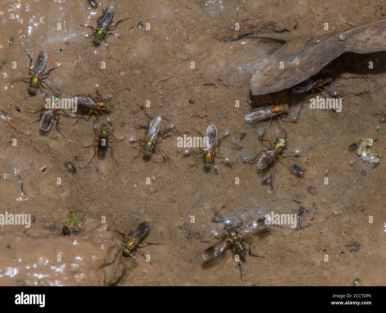 Wet muddy area hi-res stock photography and images - Alamy