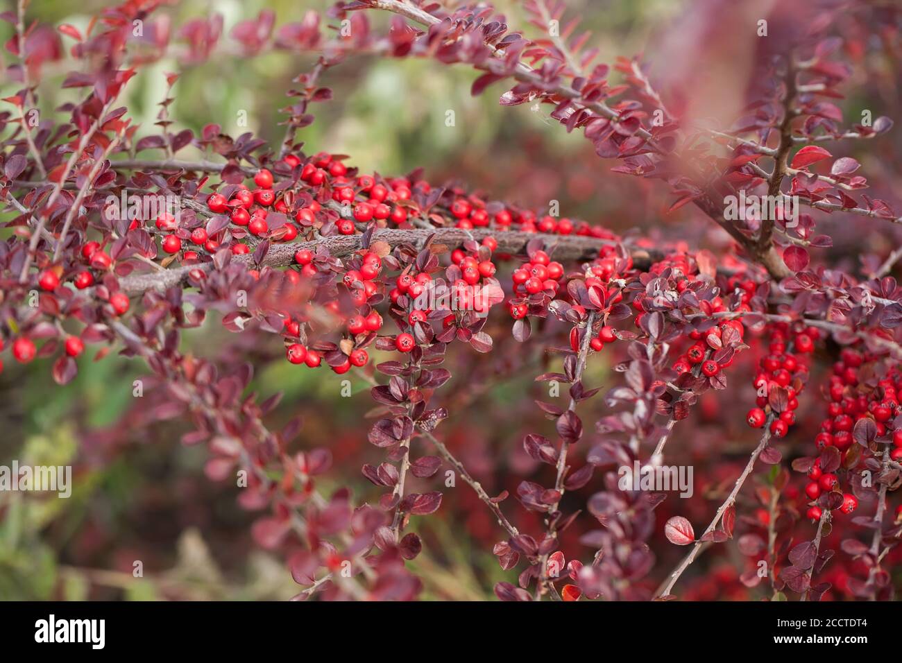 Bright red berries of bearberry cotoneaster in the park Stock Photo - Alamy