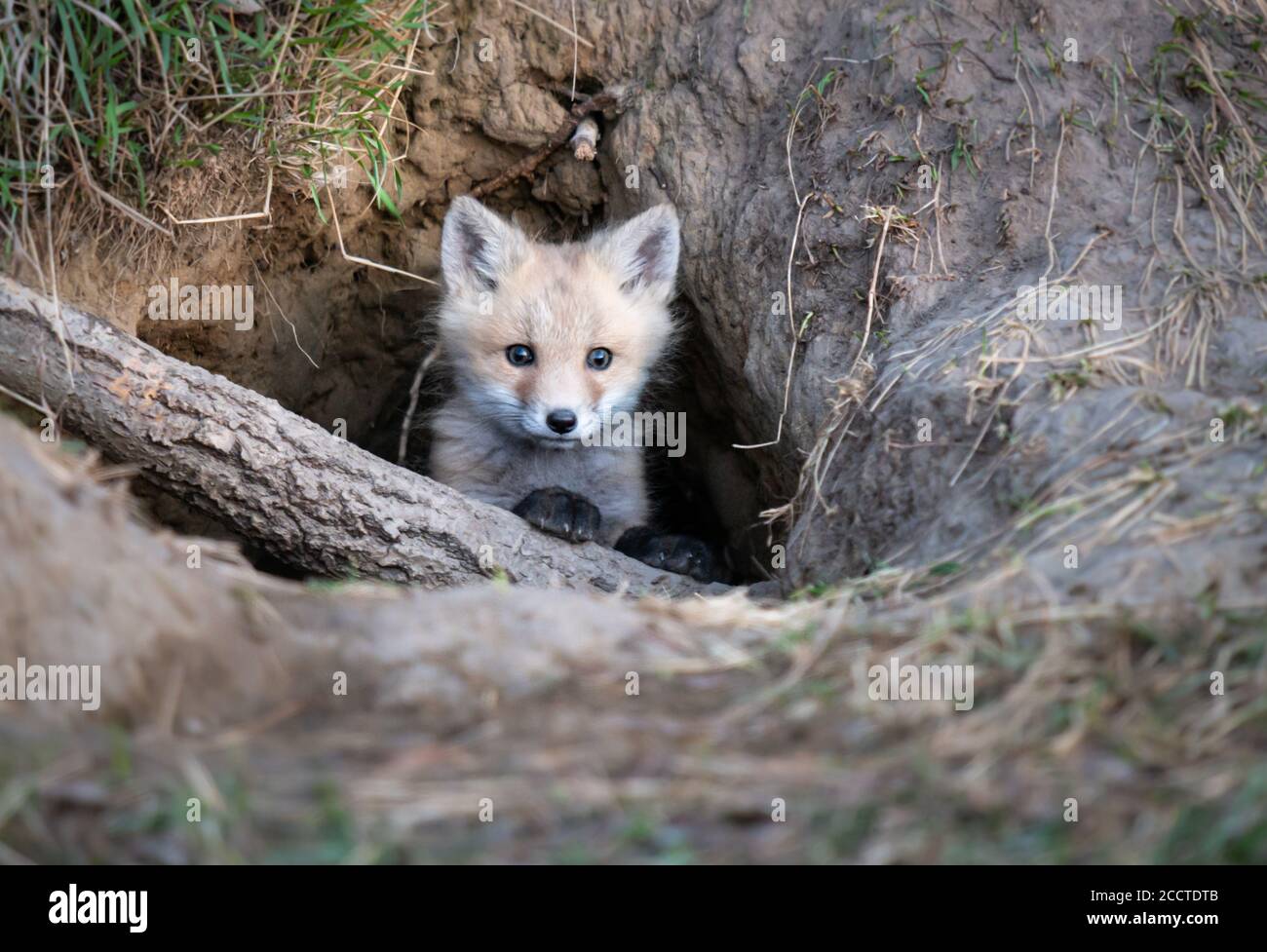 Red fox kit in the wild Stock Photo - Alamy