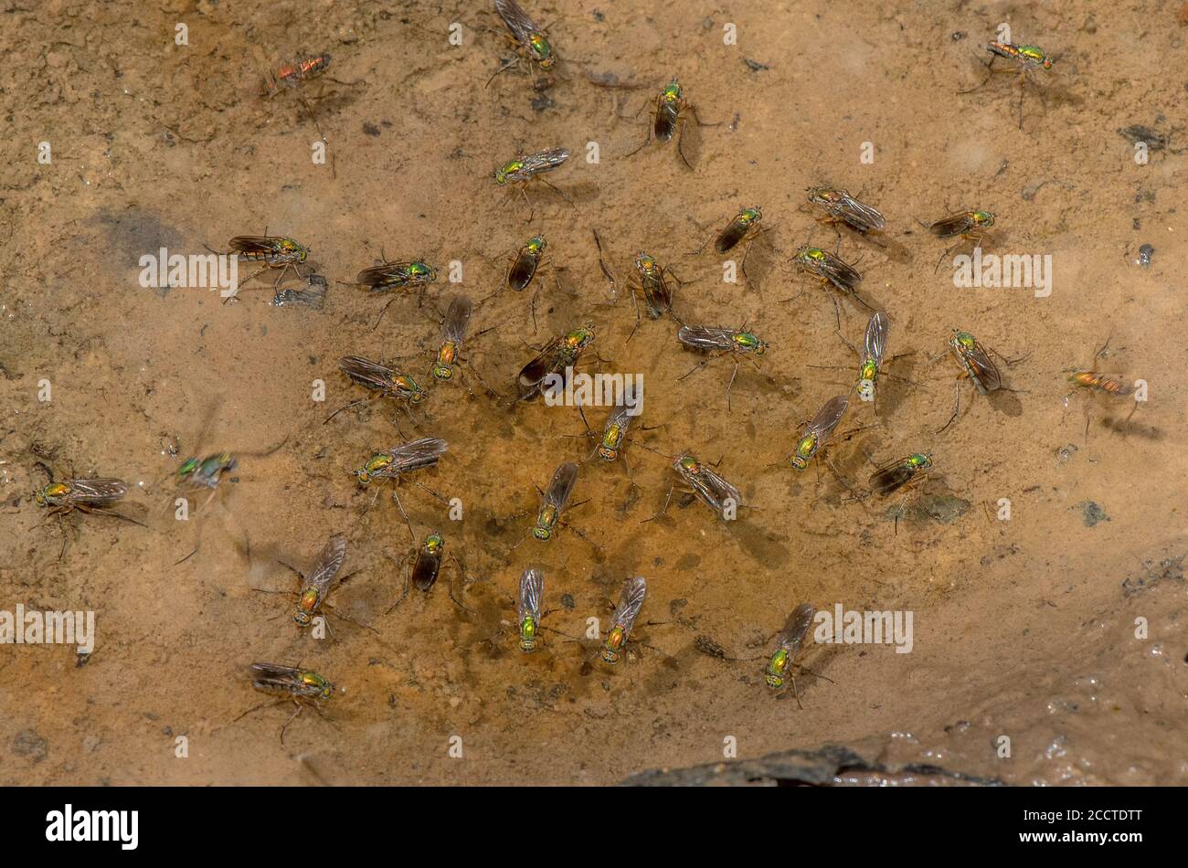 Wet muddy area hi-res stock photography and images - Alamy