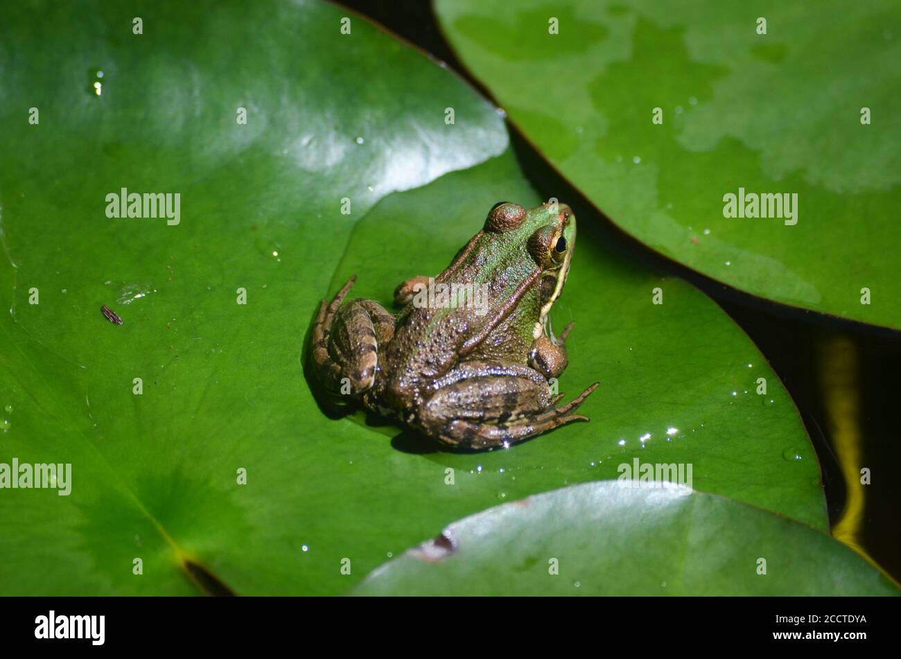 Iberian green frog (Pelophylax perezi), an introduced but seemingly ...