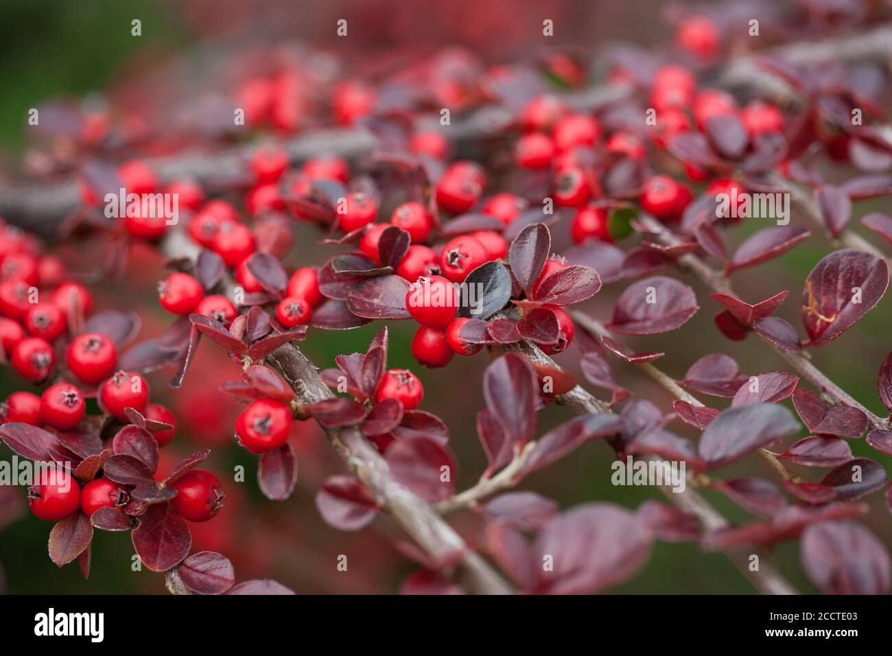Bright red berries of bearberry cotoneaster in the park Stock Photo - Alamy