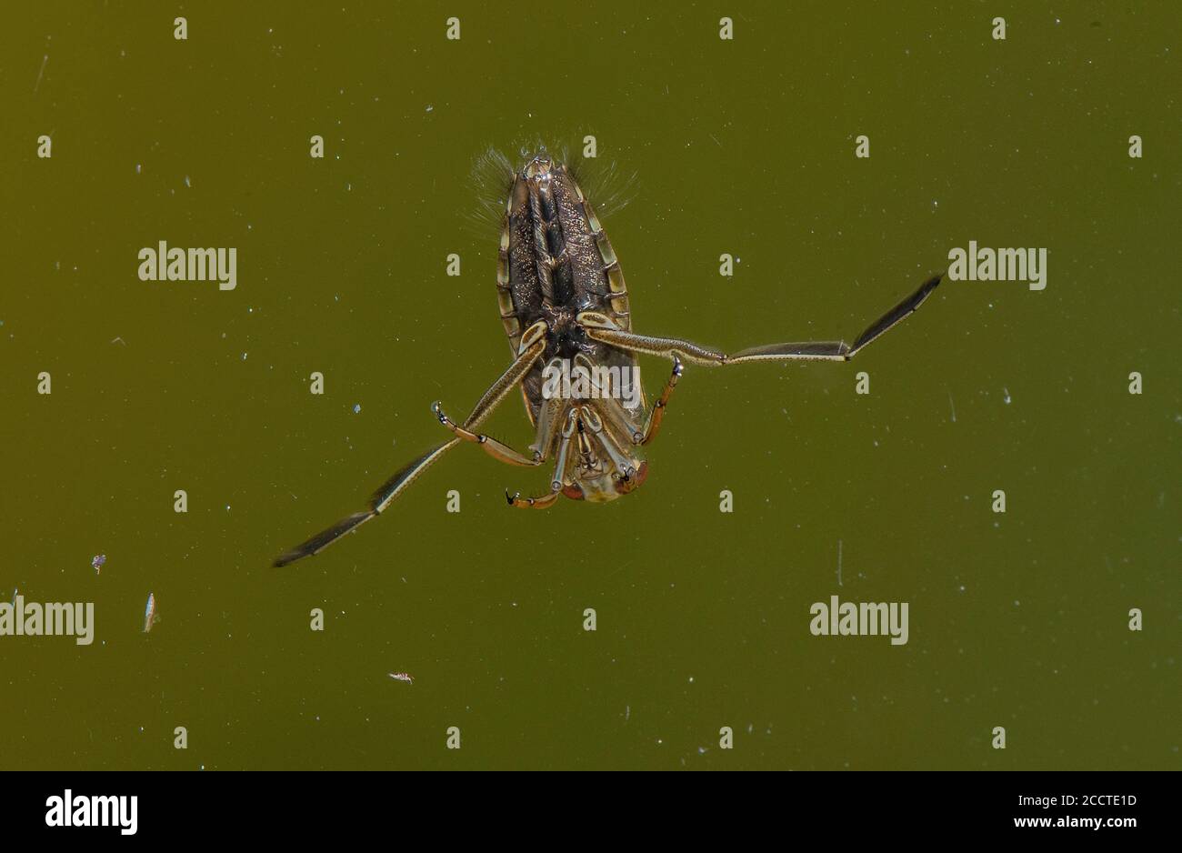 Common backswimmer, Notonecta glauca, swimming upside down at the ...