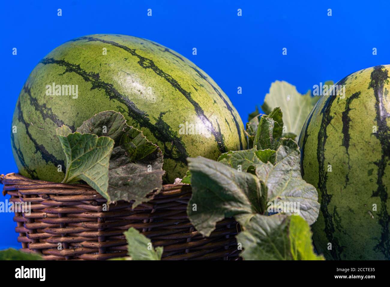 Watermelon fruits (Citrullus lanatus). Tropical fruits. Large and more ...