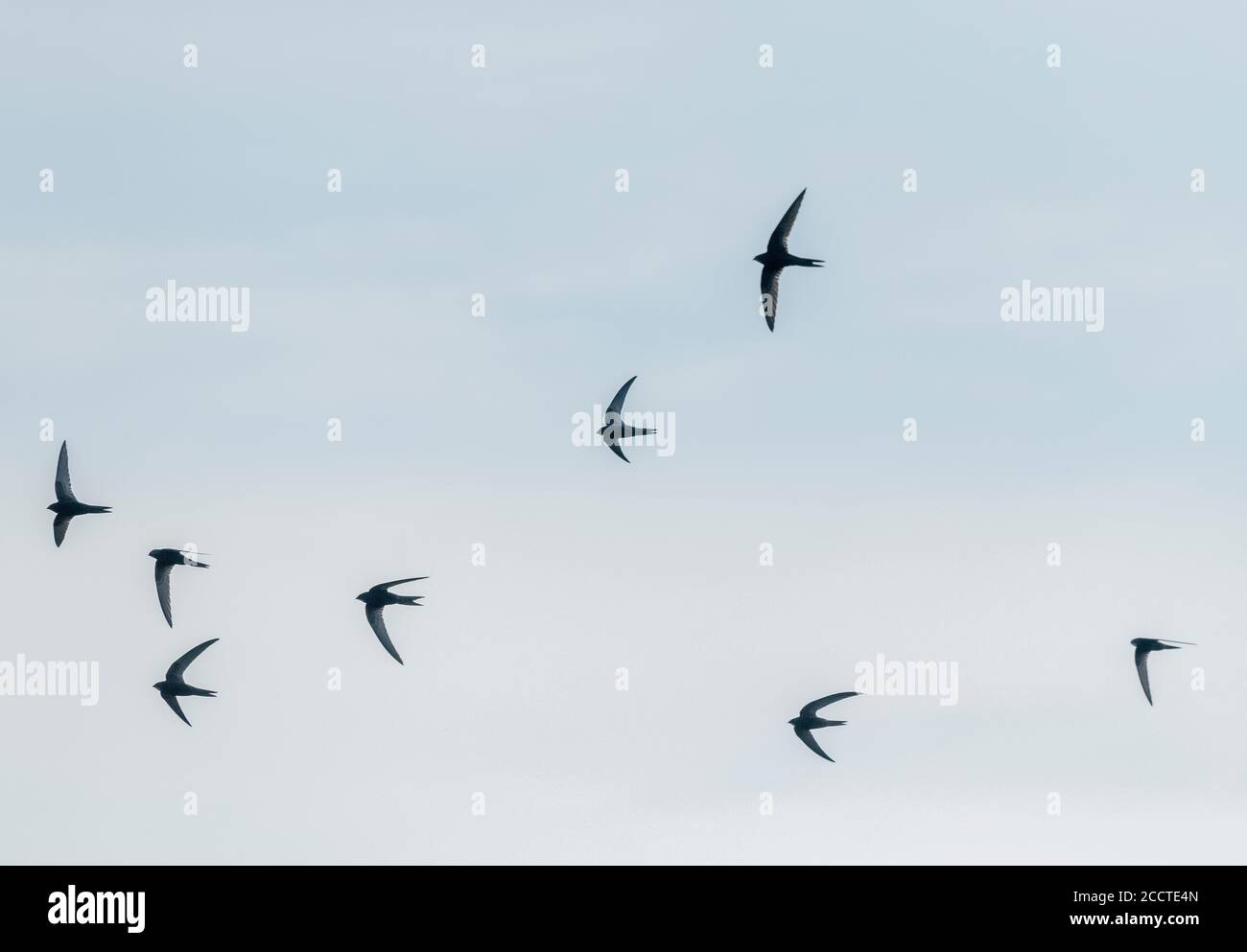 Group of Common swifts, Apus apus, in 'screaming' flight during ...
