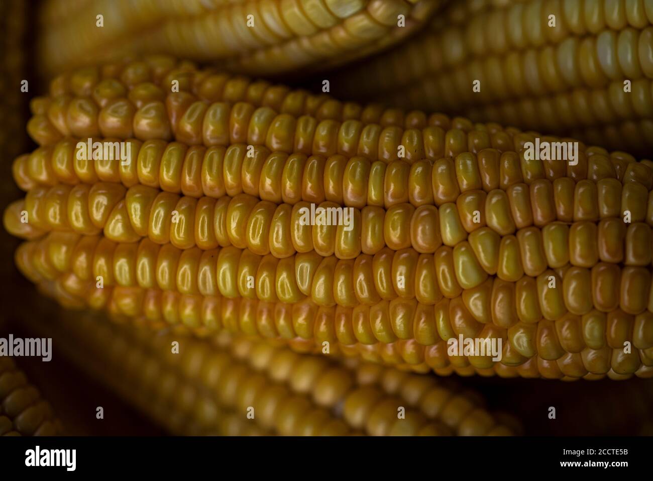 Food grain corn maize hi-res stock photography and images - Alamy