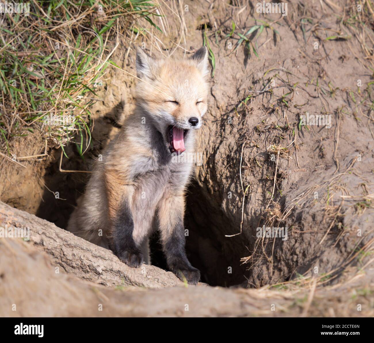 Red fox kit in the wild Stock Photo - Alamy