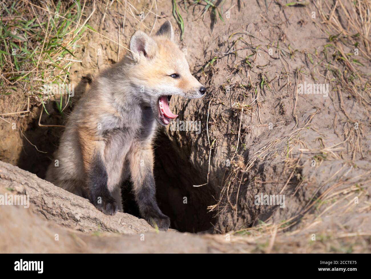 Red fox kit in the wild Stock Photo - Alamy