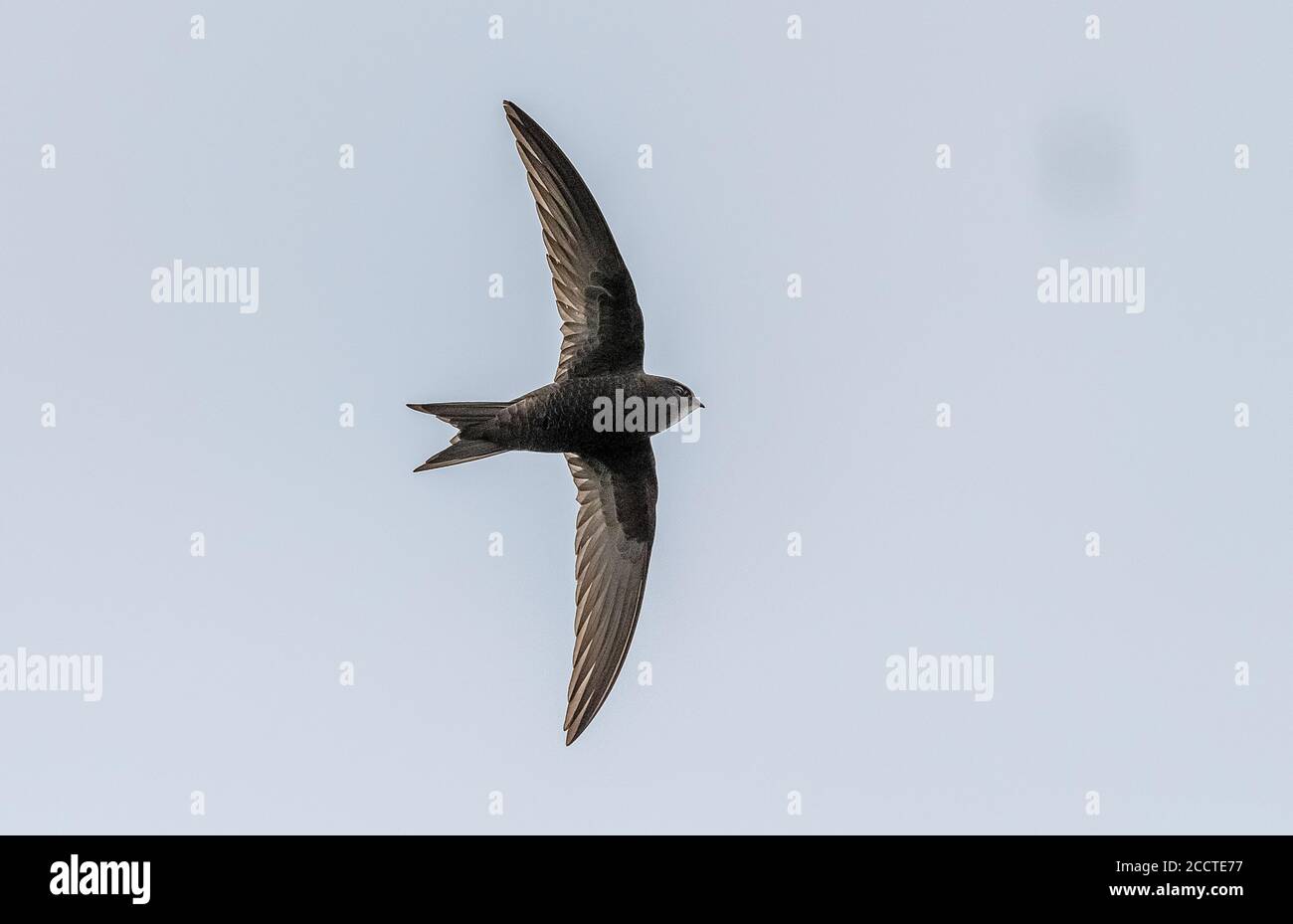 Common swift, Apus apus, in flight during breeding season Stock Photo ...