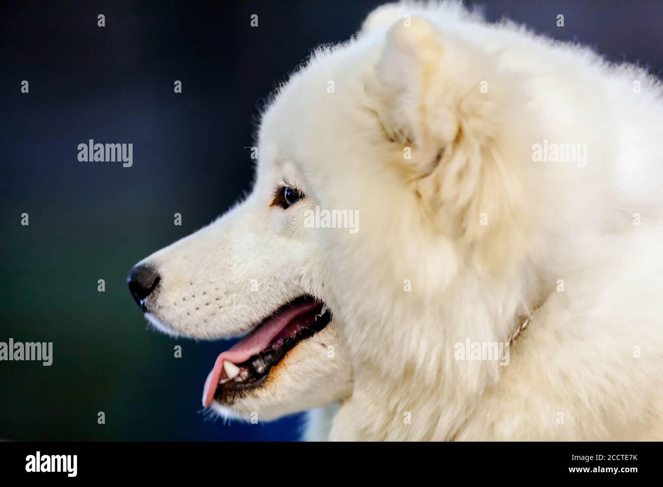 white Samoyed in nature Stock Photo - Alamy