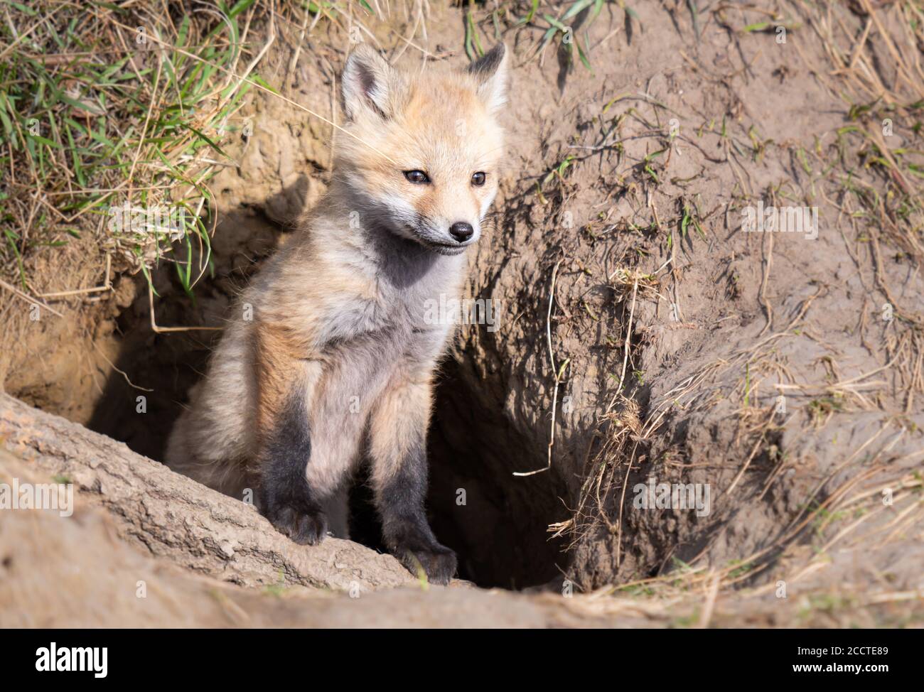 Red fox kit in the wild Stock Photo - Alamy