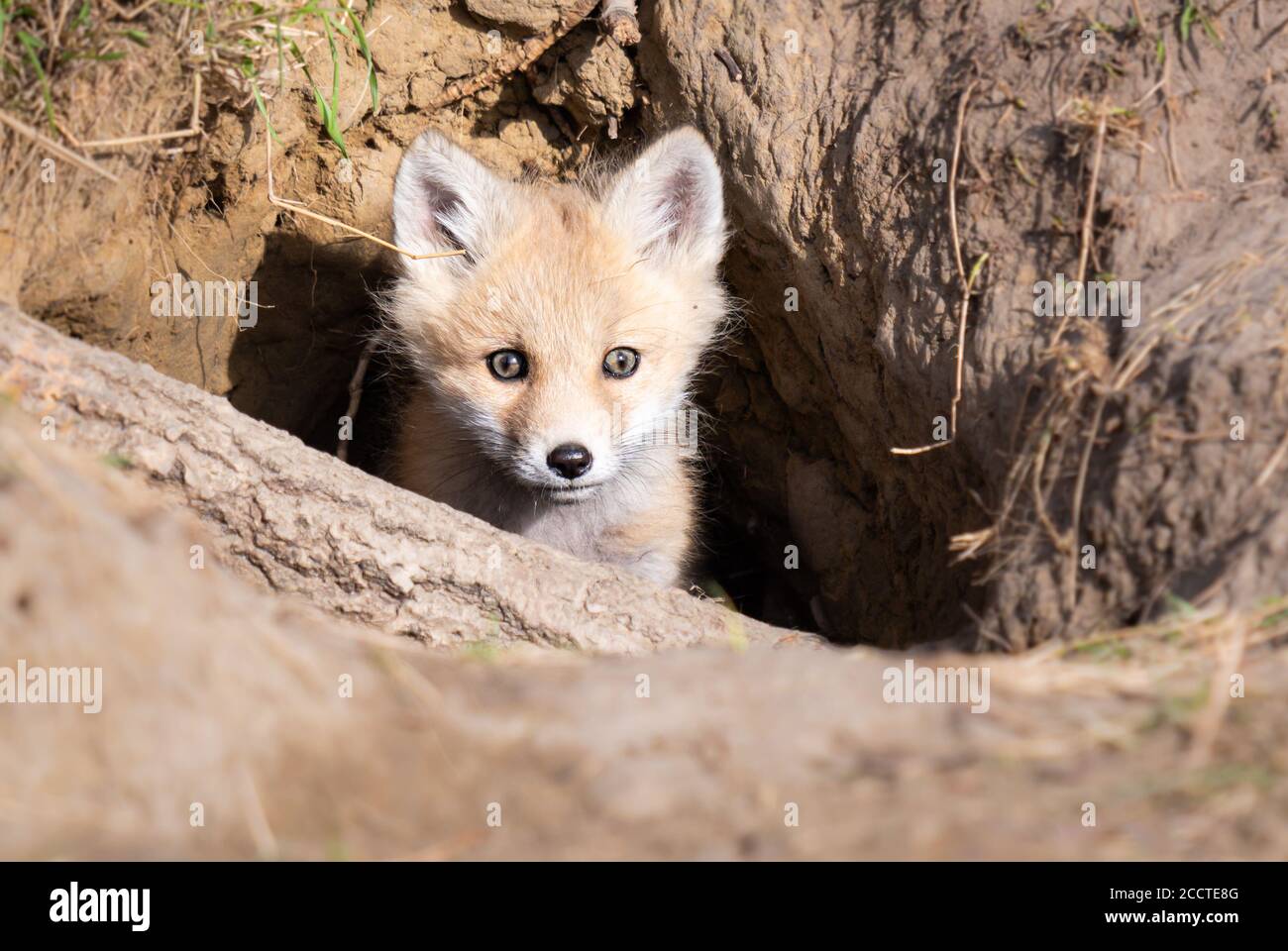 Red fox kit in the wild Stock Photo - Alamy