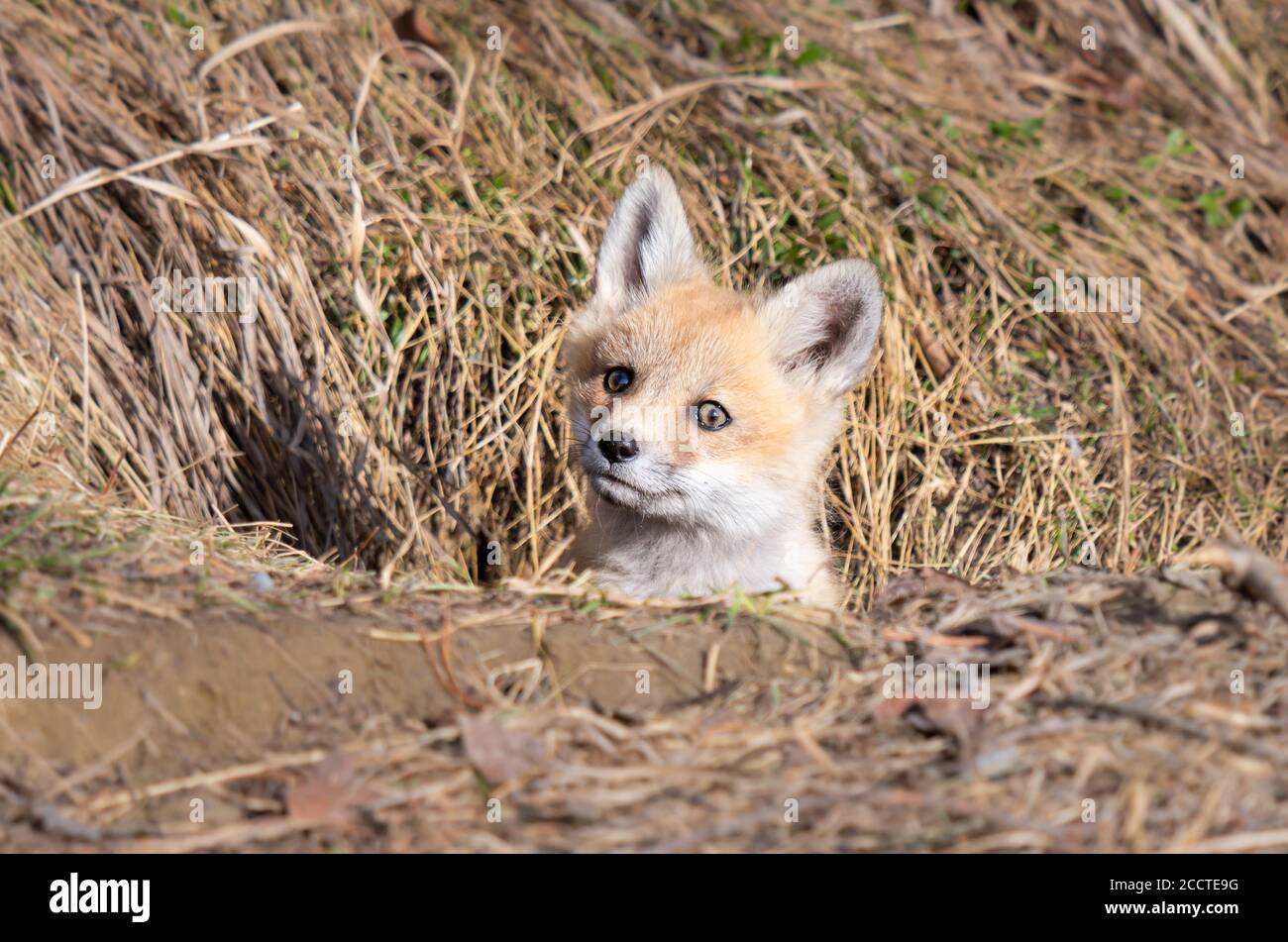 Red fox kit in the wild Stock Photo - Alamy