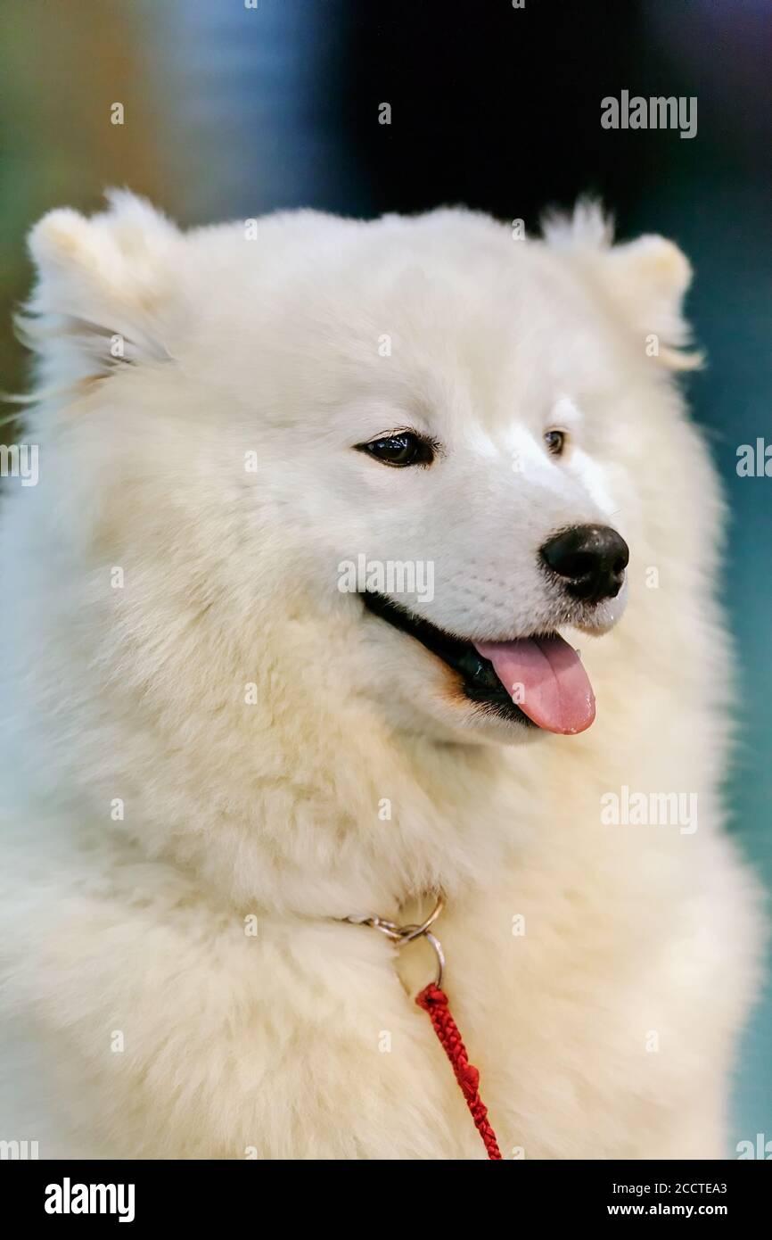 white Samoyed in nature Stock Photo - Alamy