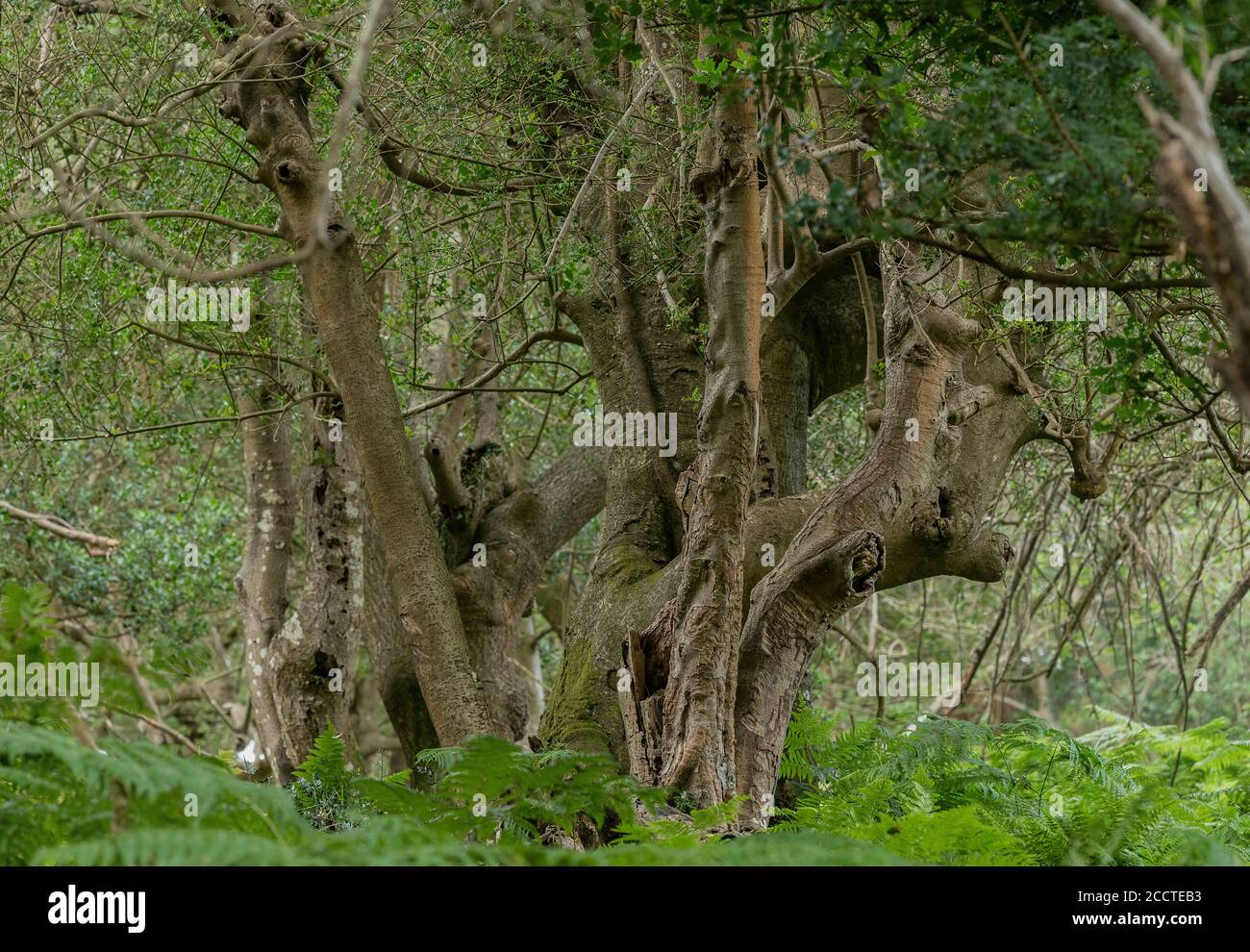 English holly tree hi-res stock photography and images - Alamy