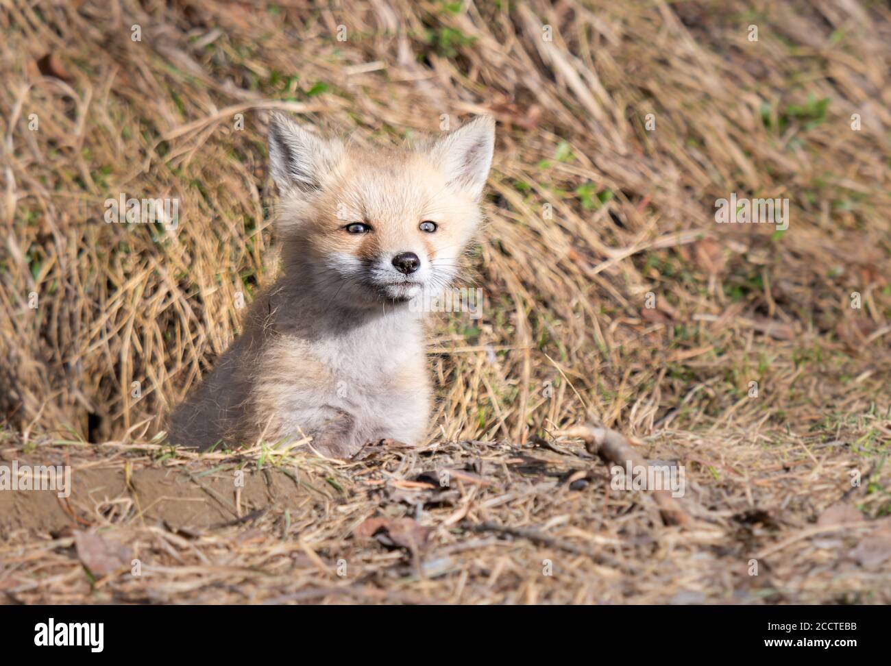 Red fox kit in the wild Stock Photo - Alamy