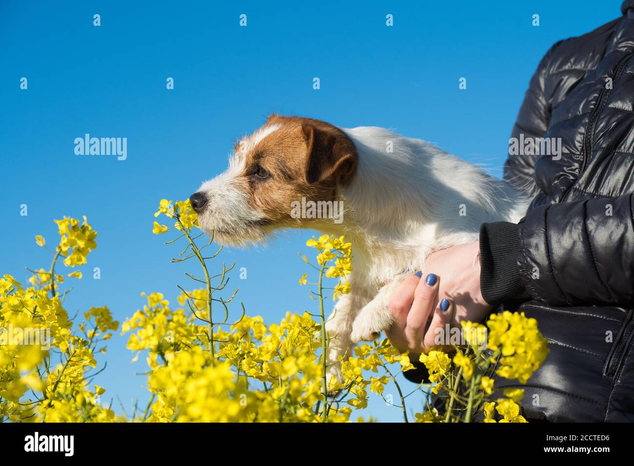 jack russell dog sniffing yellow wraps flowers Stock Photo - Alamy
