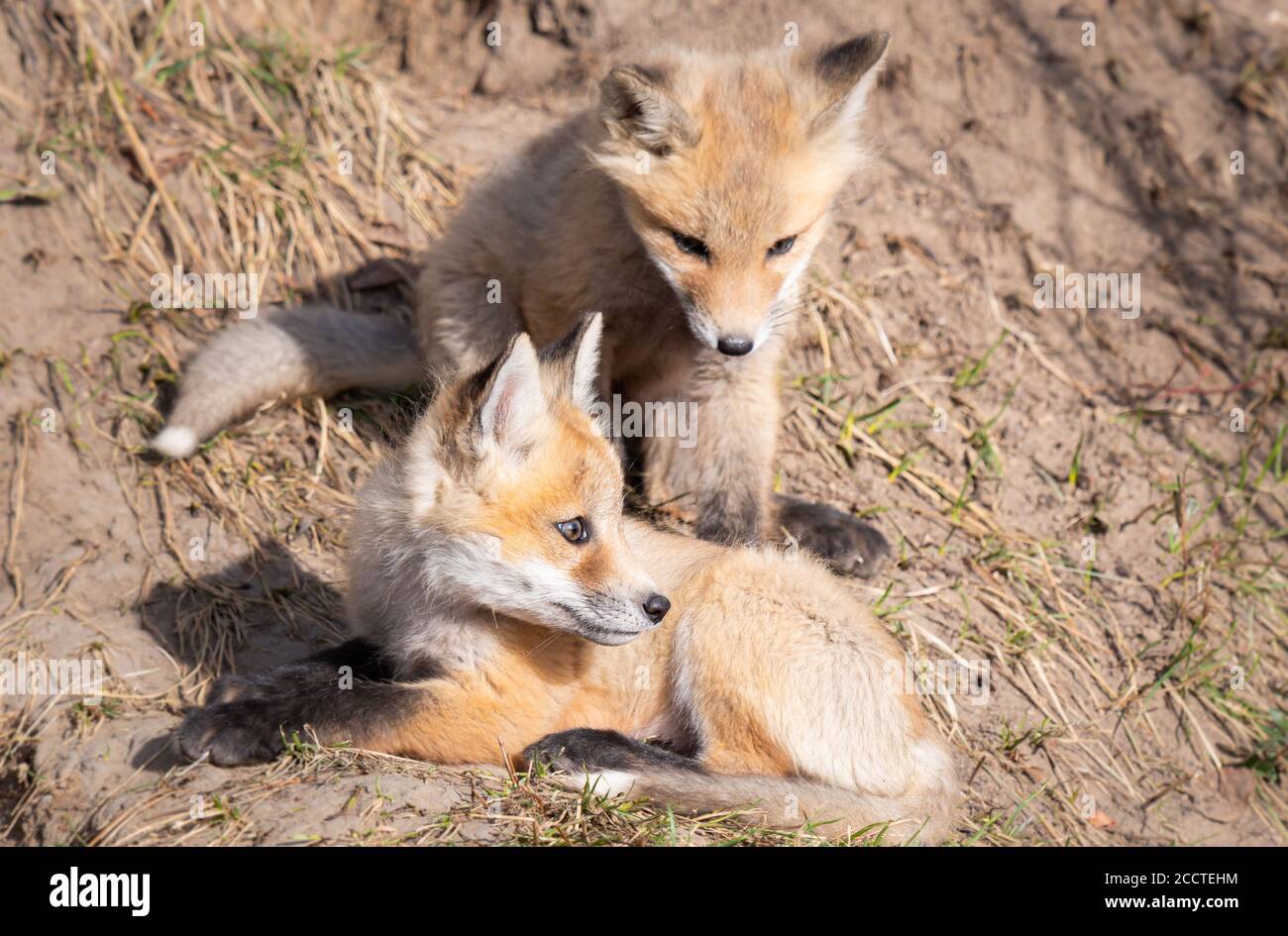 Red fox kit in the wild Stock Photo - Alamy