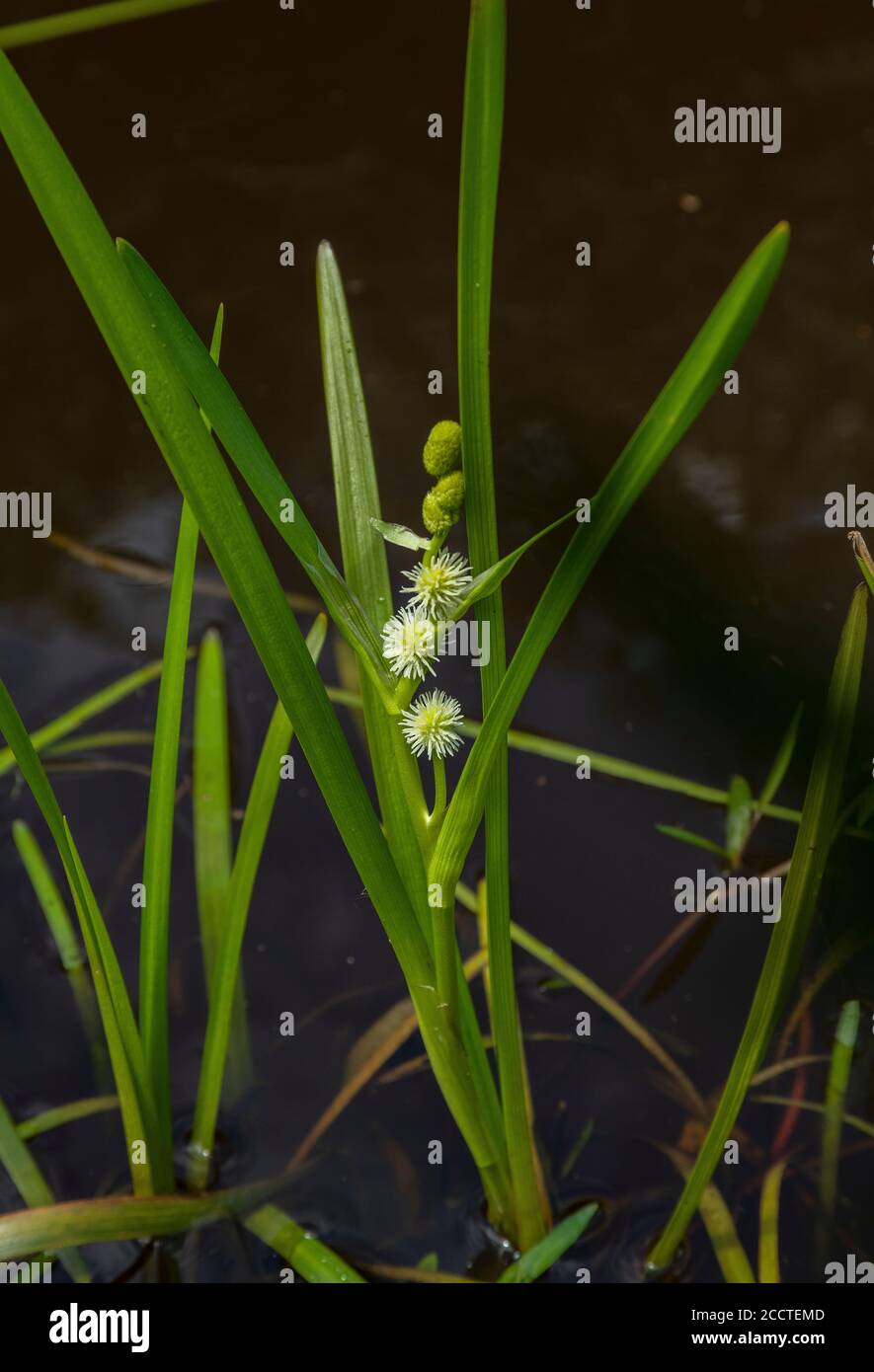 Unbranched bur-reed, Sparganium emersum, growing in New Forest stream ...