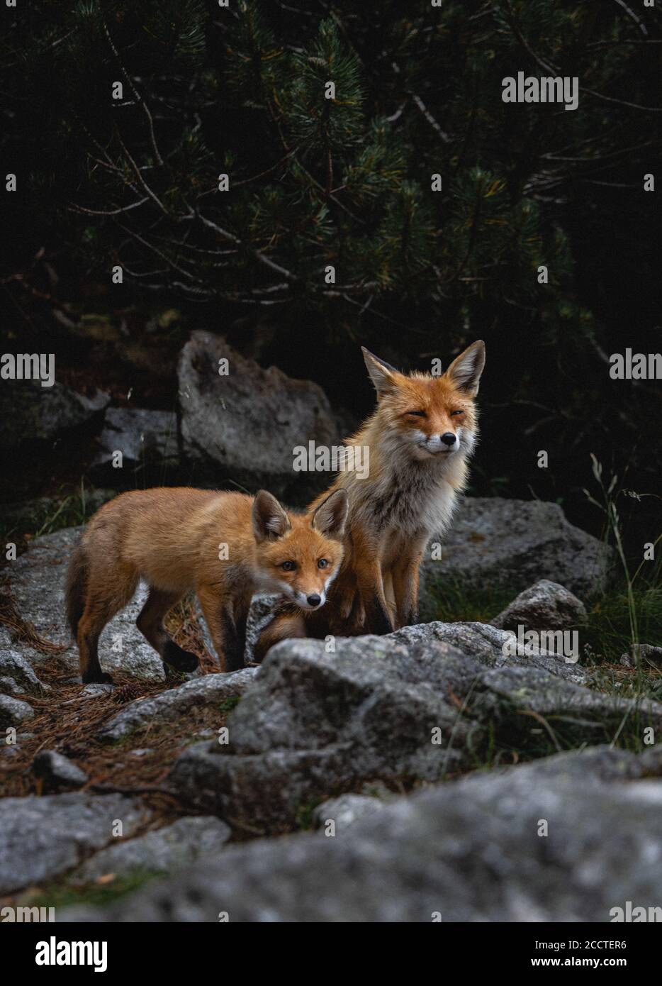Vertical shot of foxes wandering around rocks in a forest Stock Photo ...