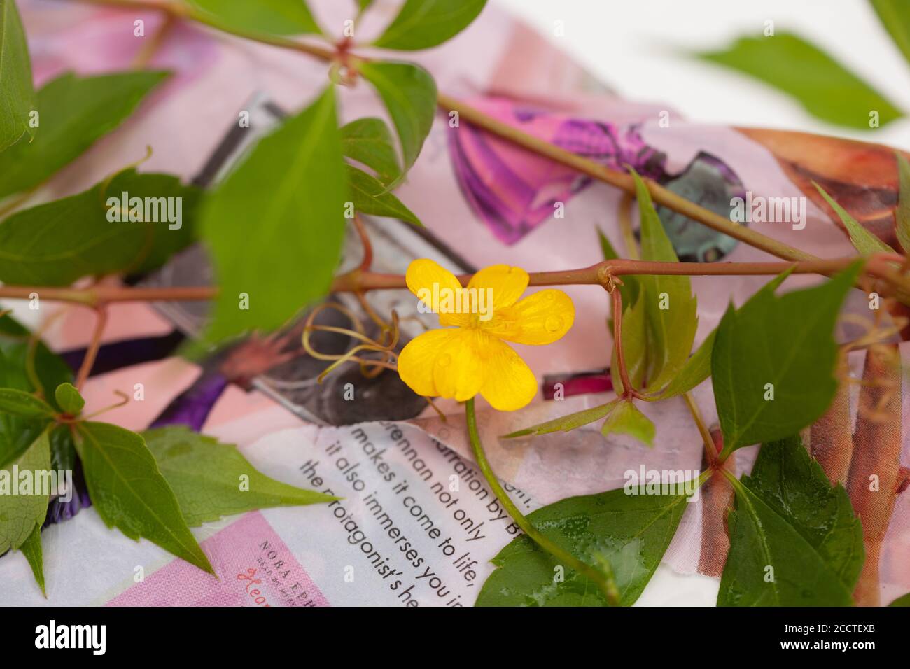 Natural beauty concept / Mixed media collage buttercup and vine Stock ...