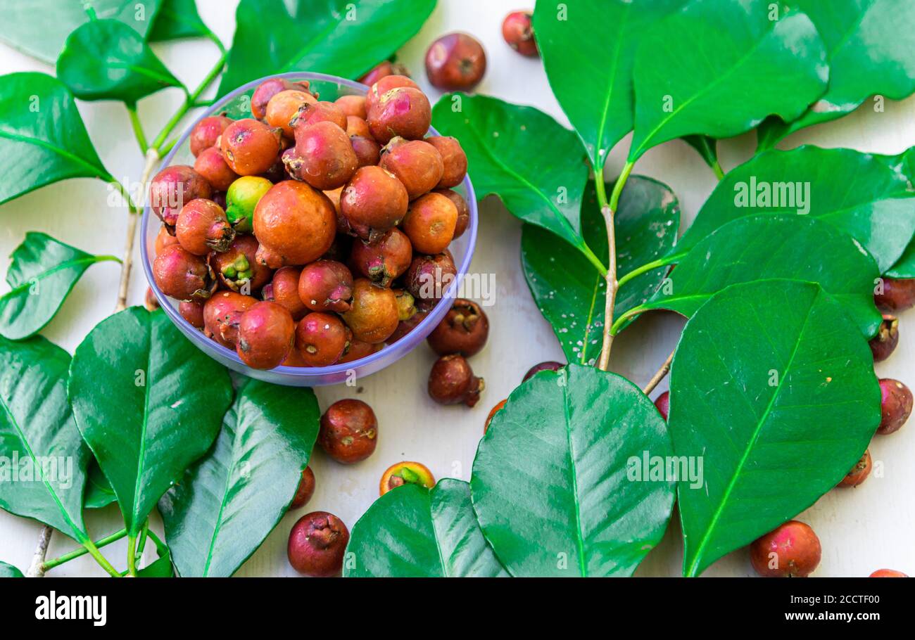 Red Araçá (Psidium cattleyanum). Botanical family: Myrtaceae. Fruit of ...
