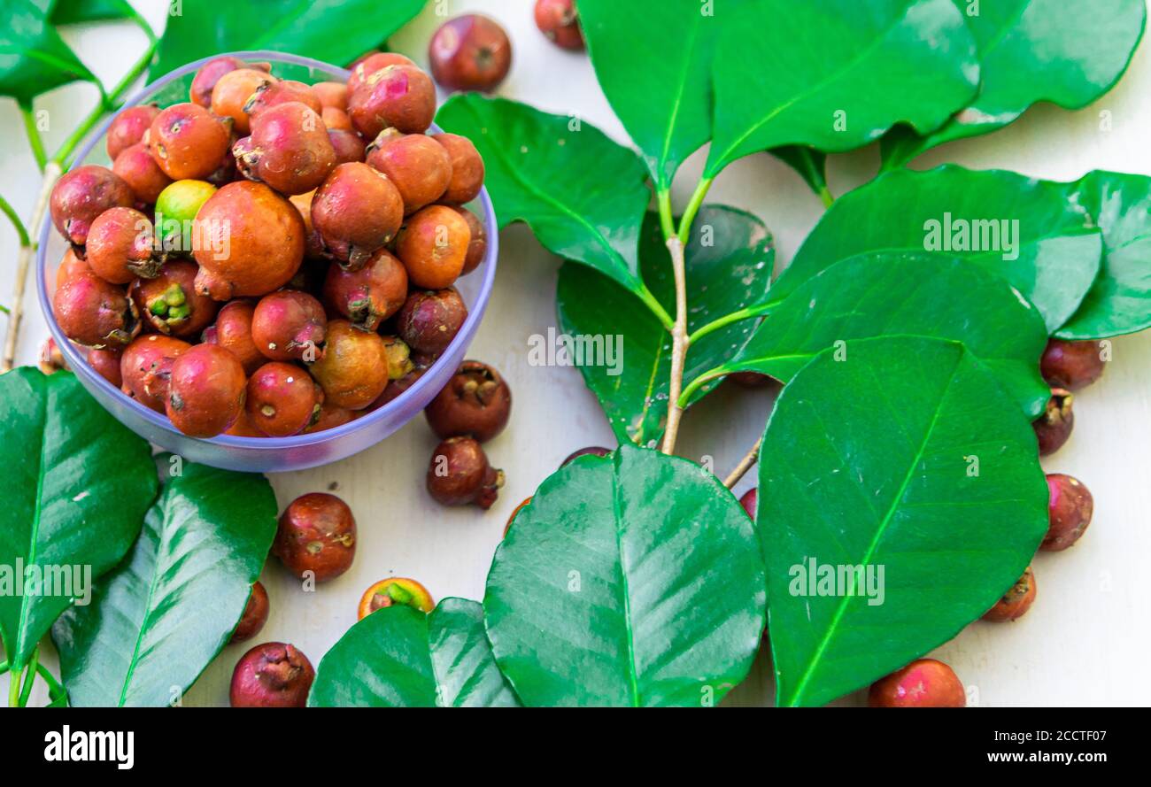 Red Araçá (Psidium cattleyanum). Botanical family: Myrtaceae. Fruit of ...