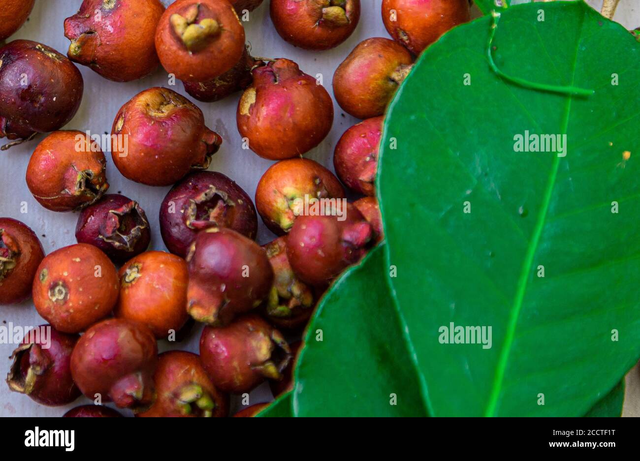 Red Araçá (Psidium cattleyanum). Botanical family: Myrtaceae. Fruit of ...