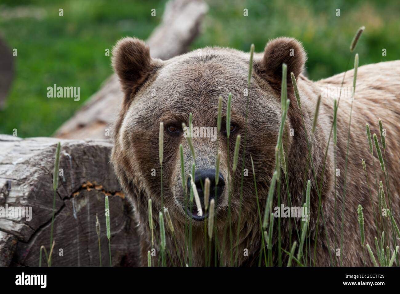 Bear behind a tree hi-res stock photography and images - Alamy